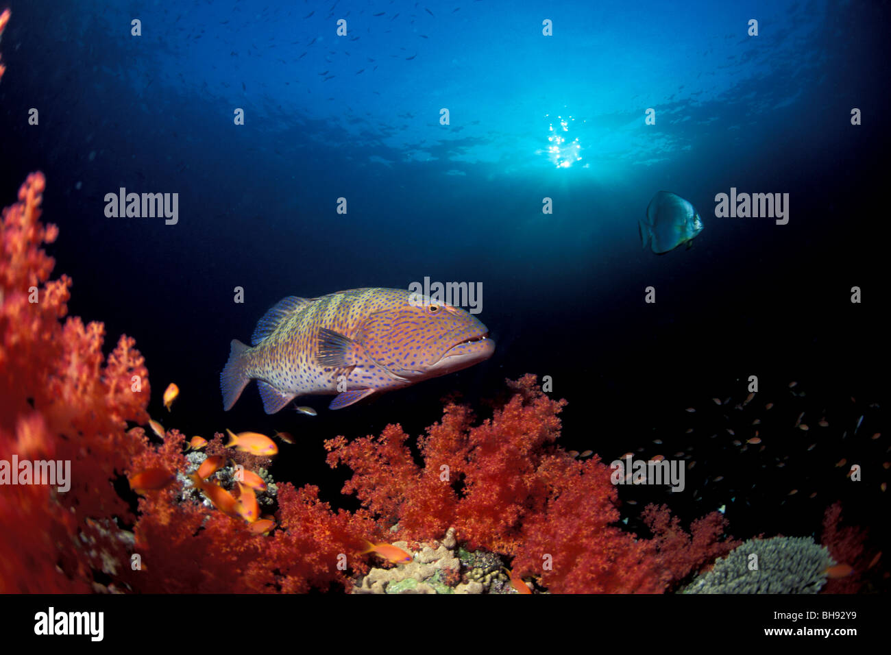 Plectropomus pessuliferus hi-res stock photography and images - Alamy