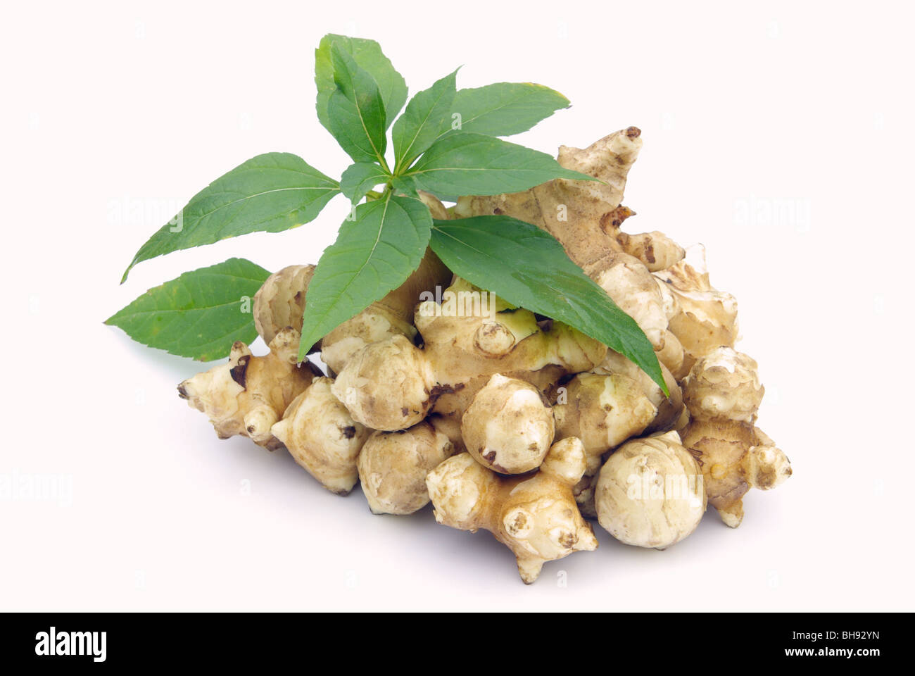 Ingwer - ginger 10 Stock Photo - Alamy
