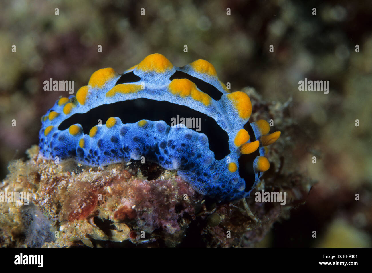 Blue Nudibranch High Resolution Stock Photography and Images - Alamy