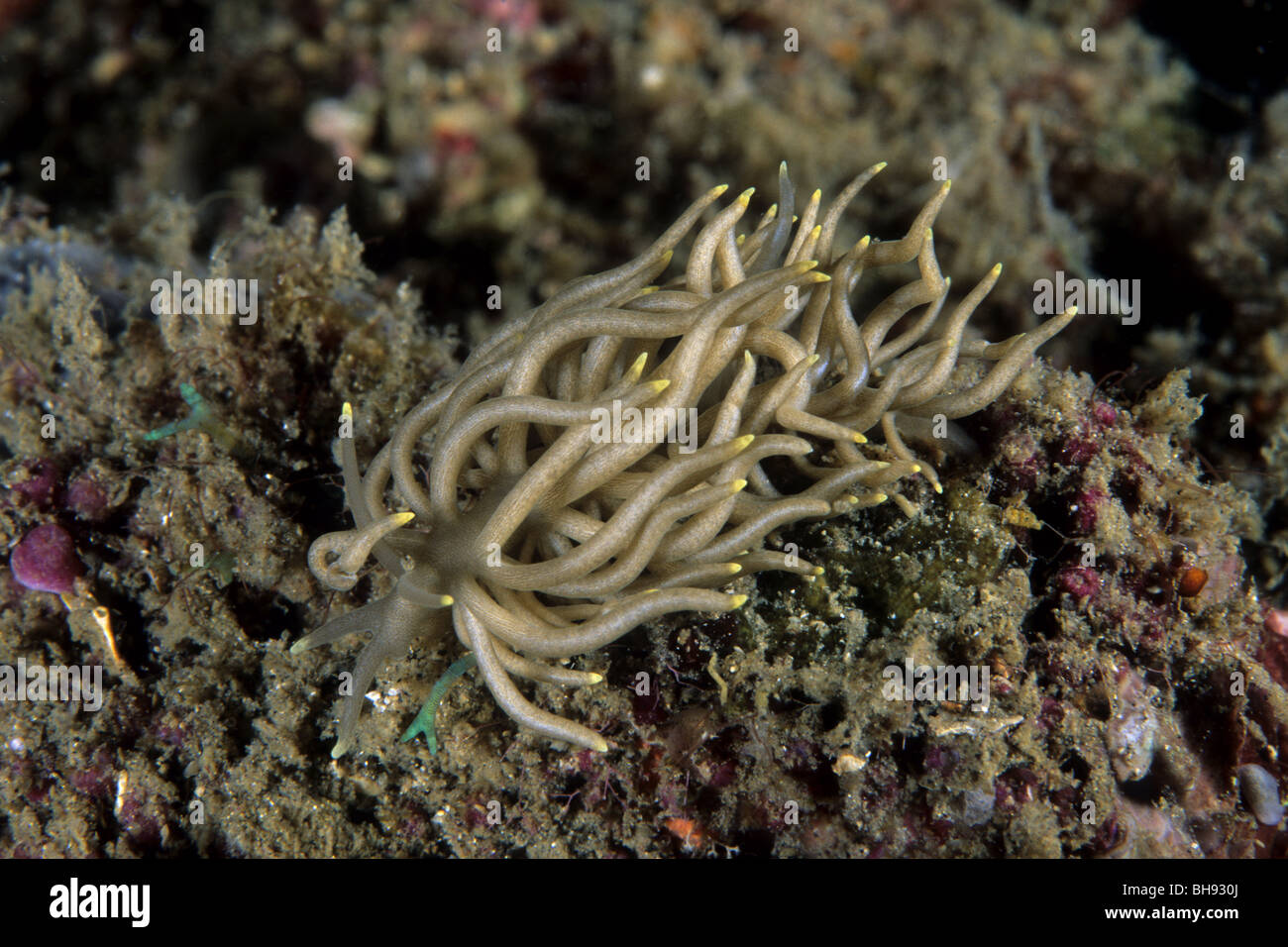 Nudibranch Sea Slug, Phyllodesmium briareum, Lembeh Strait, Sulawesi ...