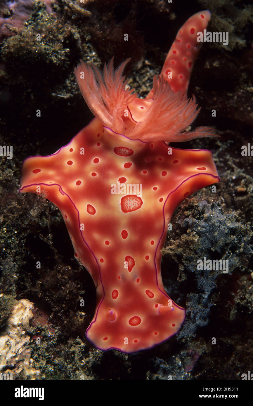 Red Nudibranch, Ceratosoma trilobatum, Lembeh Strait, Sulawesi ...