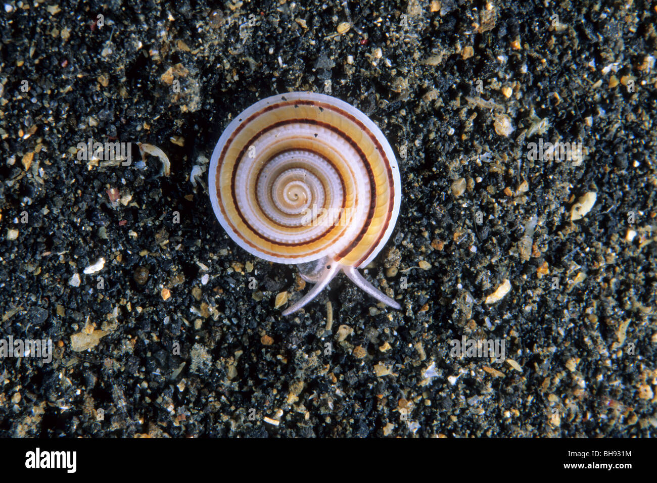 Sundial snail shells hi-res stock photography and images - Alamy