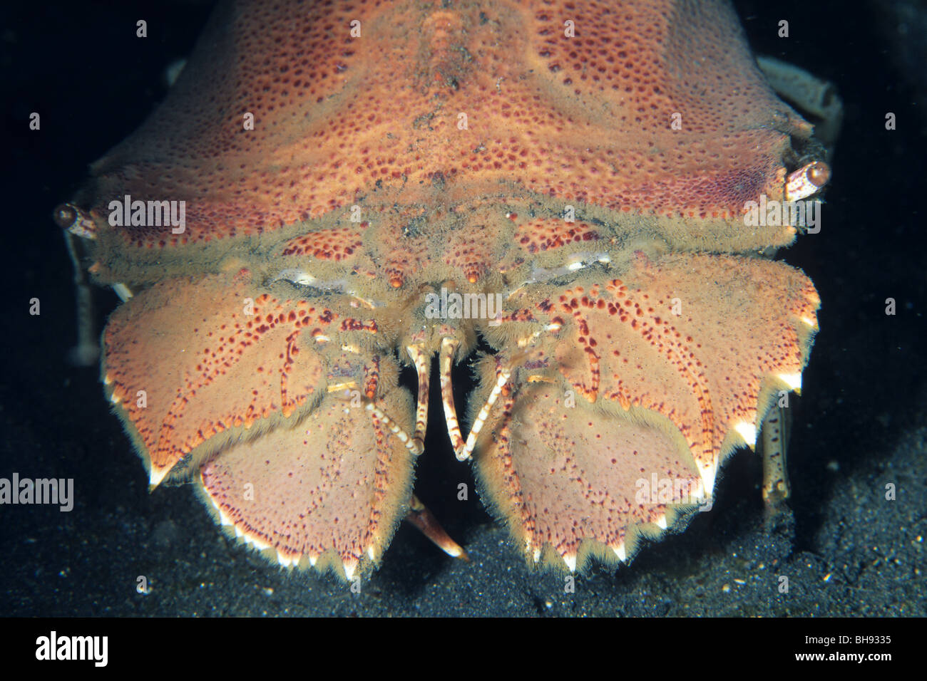 Thenus High Resolution Stock Photography and Images - Alamy