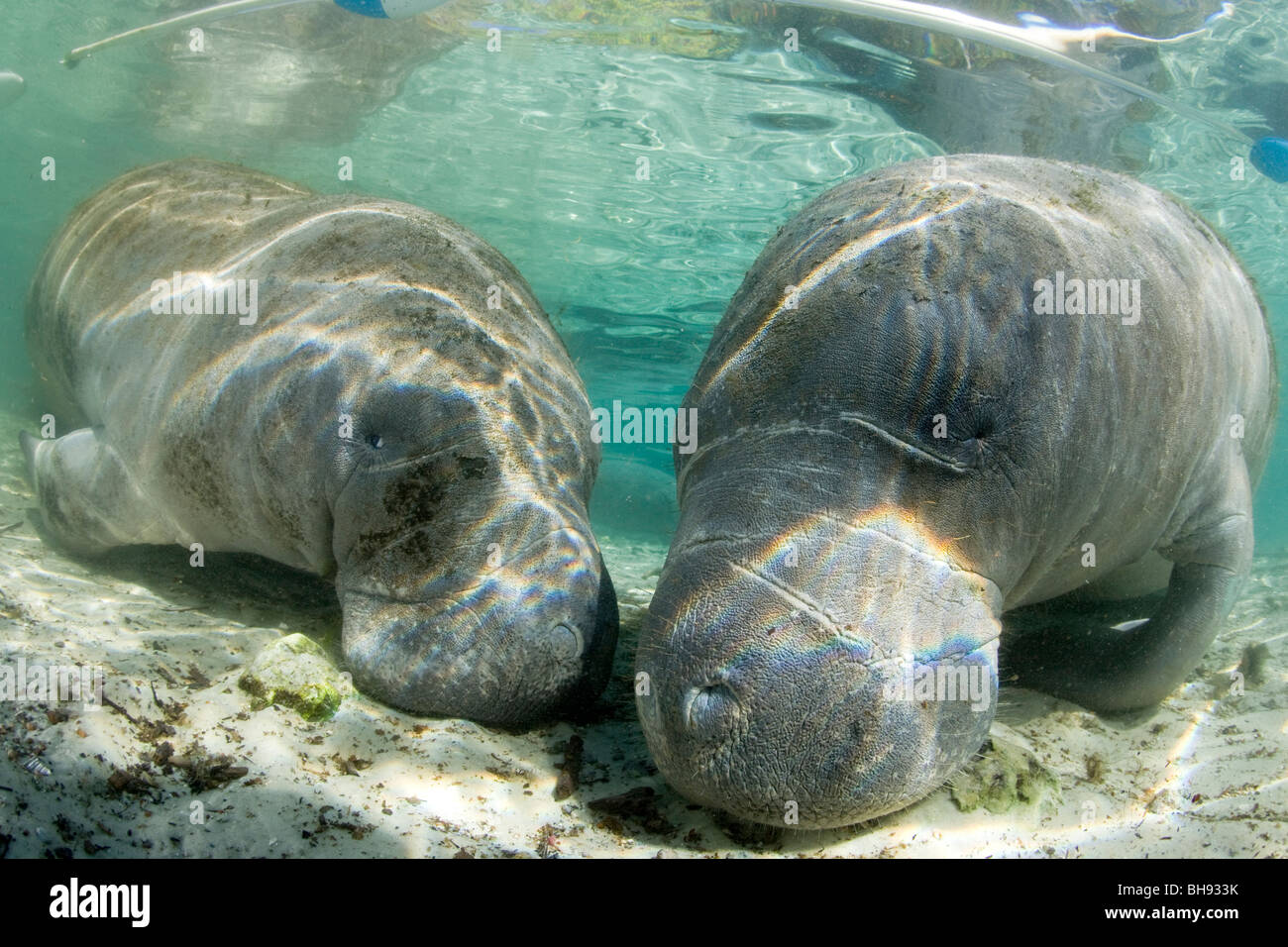 Two florida manatees trichechus manatus latirostris hi-res stock ...