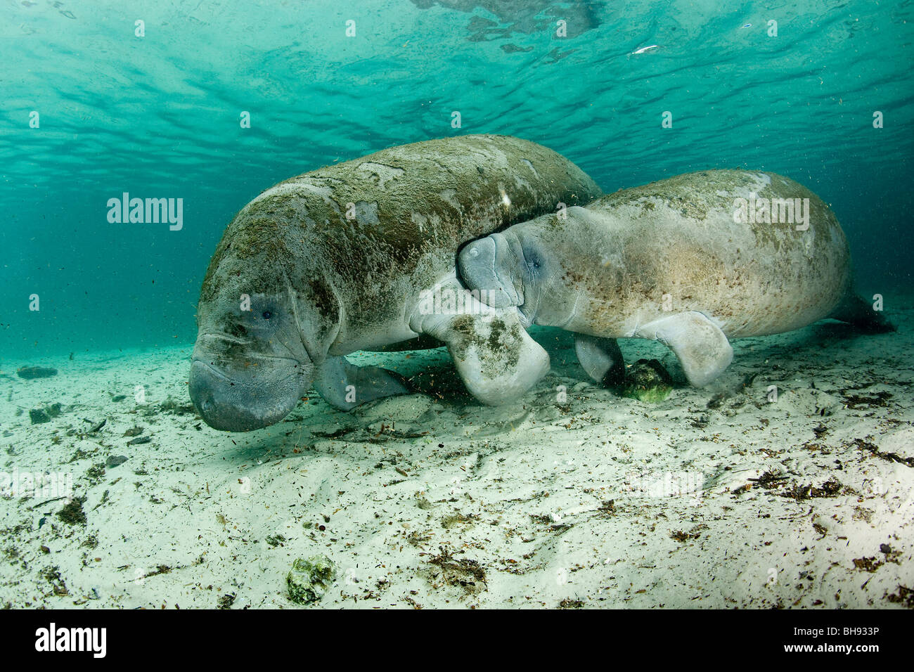 Florida Manatee, Calf sucking Milk from Mother, Trichechus manatus ...
