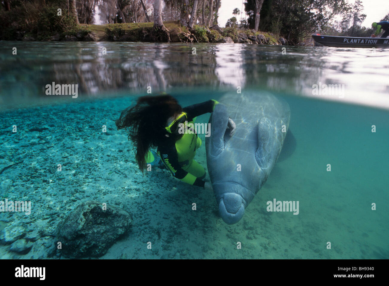 Snorkeling with marine mammals hi-res stock photography and images - Alamy