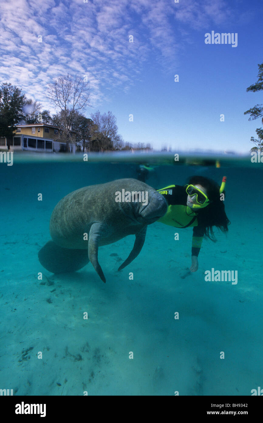 Snorkeler with Florida Manatee, Trichechus manatus latirostris, Crystal ...