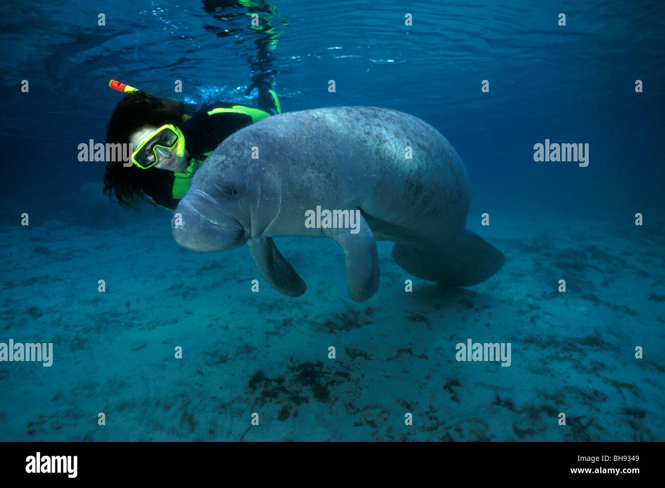 Snorkeler with Florida Manatee, Trichechus manatus latirostris, Crystal ...