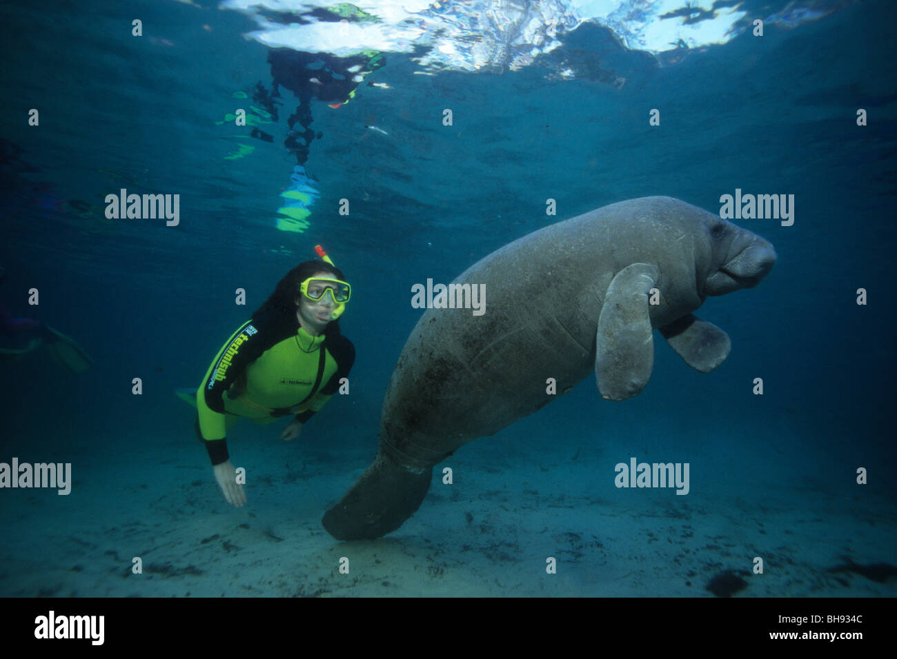 Snorkeler with Florida Manatee, Trichechus manatus latirostris, Crystal ...