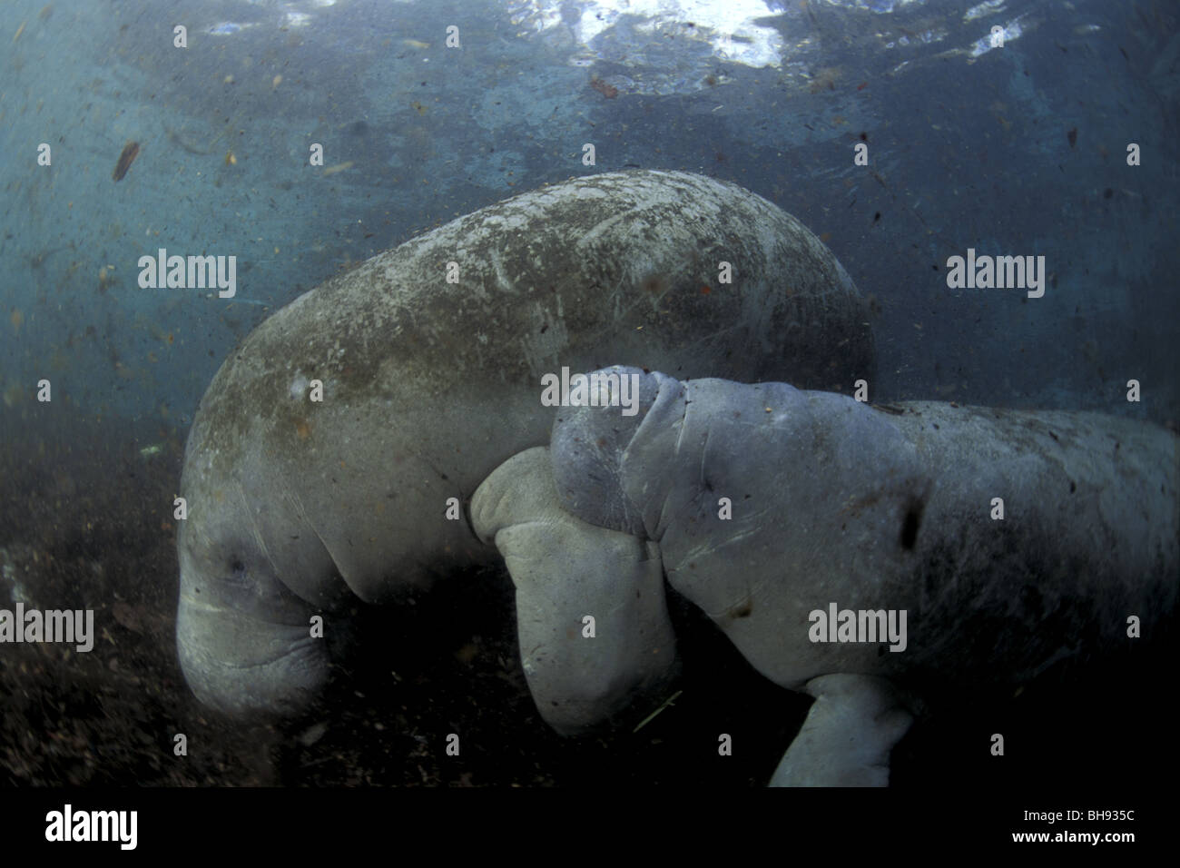Florida Manatee, Calf sucking Milk from Mother, Trichechus manatus ...
