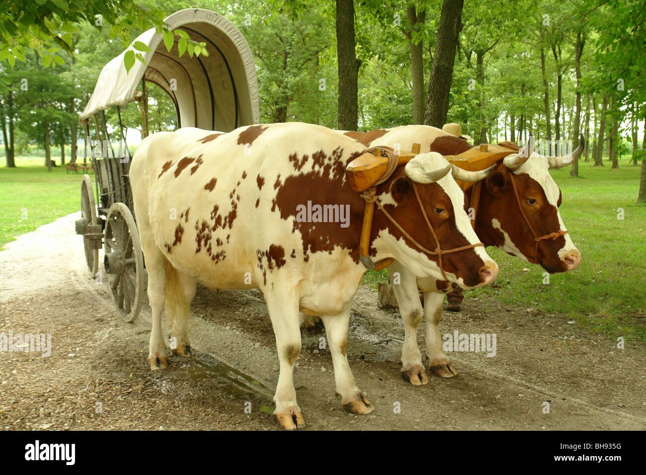 Ox Drawn Wagon High Resolution Stock Photography and Images - Alamy
