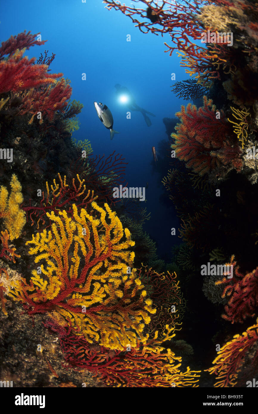 Variable gorgonians hi-res stock photography and images - Alamy