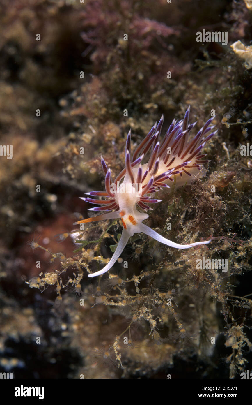 Blue-white-red Nudibranch, Cratena peregrina, Medes Islands, Costa ...