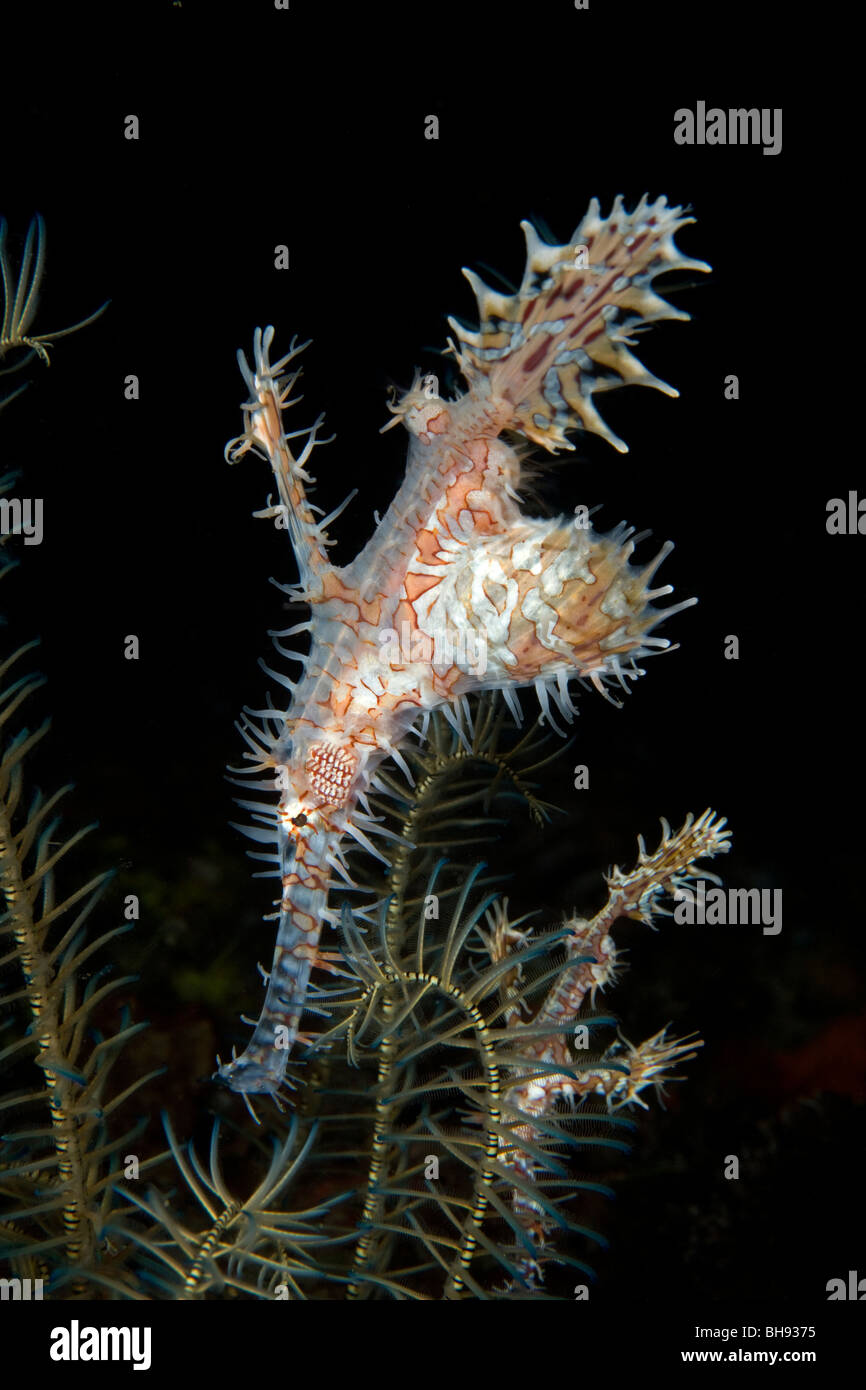 Ornate ghost pipefishes hi-res stock photography and images - Alamy