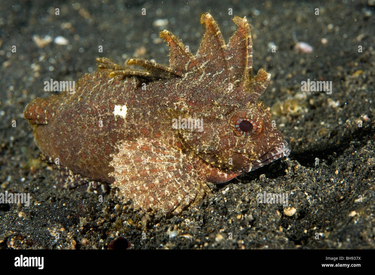 Sailfin waspfish hi-res stock photography and images - Alamy