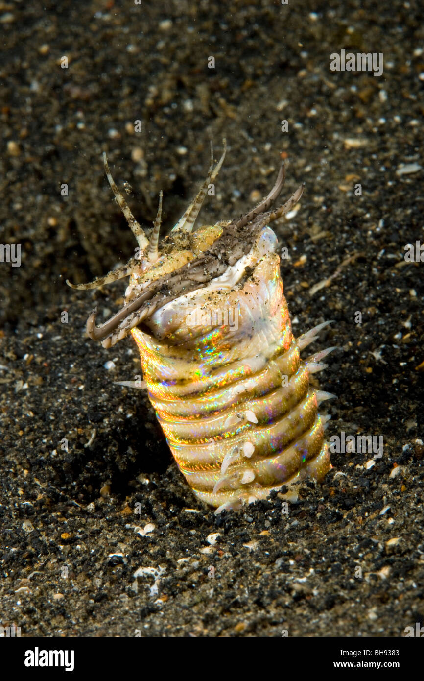 Bobbit worm eunice aphroditois hi-res stock photography and images - Alamy