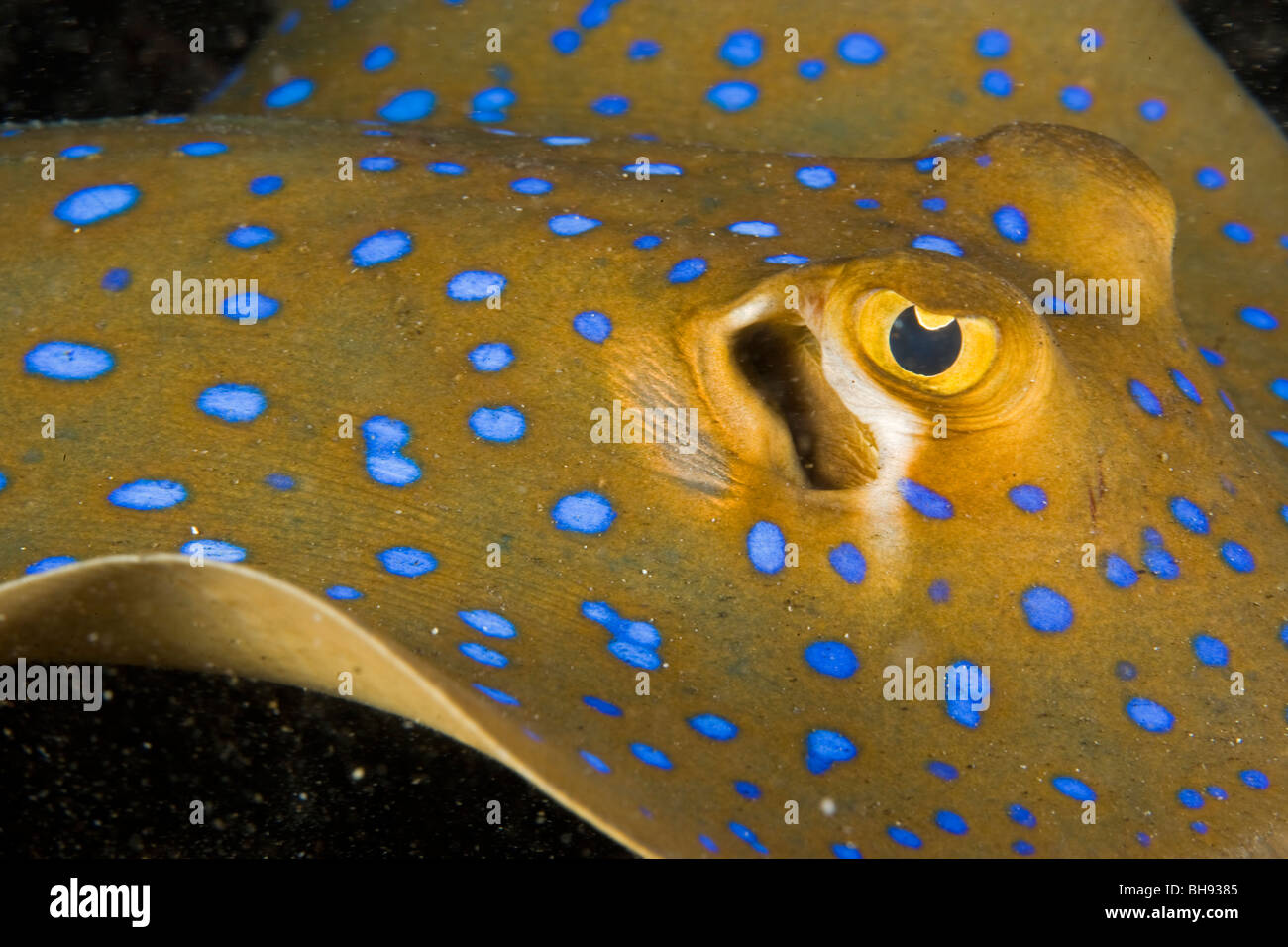 Blue spotted Ray, Taeniura lymma, Lembeh Strait, Sulawesi, Indonesia ...