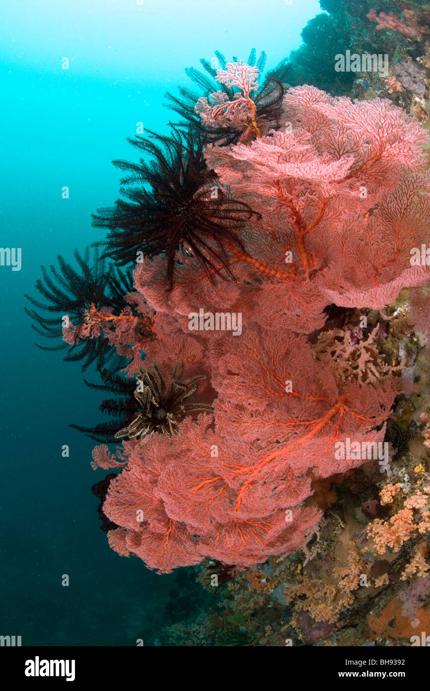 Large Sea Fan, Melithaea sp., Lembeh Strait, Sulawesi, Indonesia Stock ...