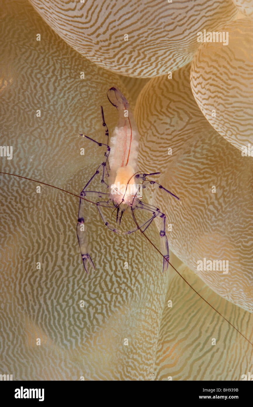 Commensal Shrimp on Bubble Coral, Vir philippinensis, Lembeh Strait ...