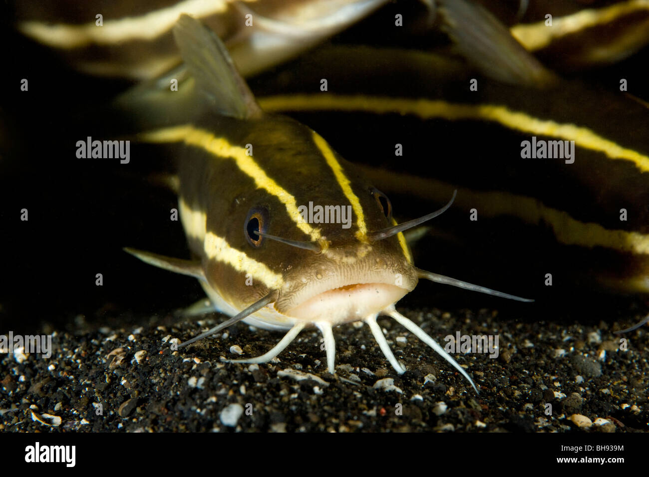 Striped eel catfishes plotosus lineatus hi-res stock photography and ...