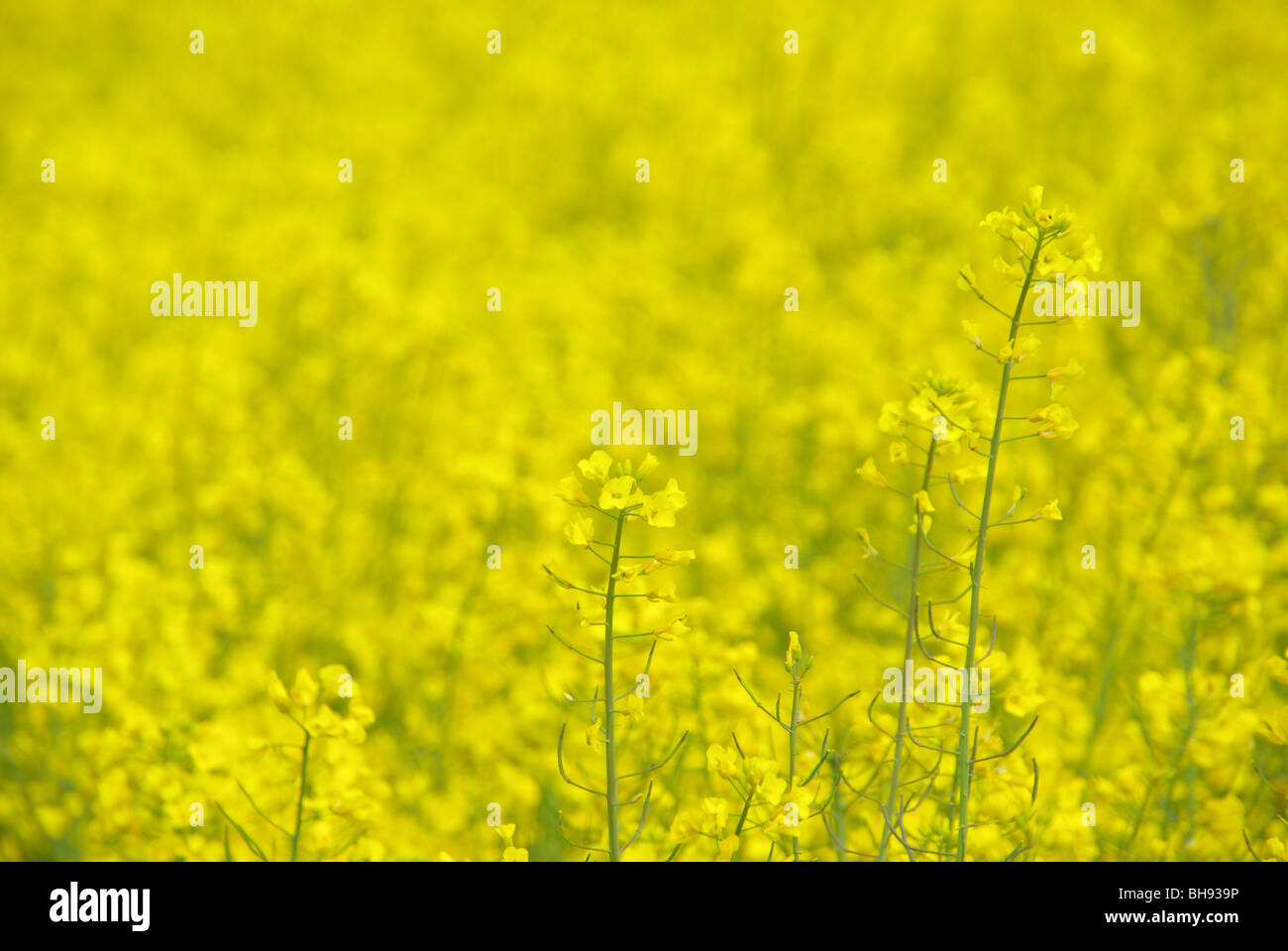Raps - Rapeseed 26 Stock Photo - Alamy