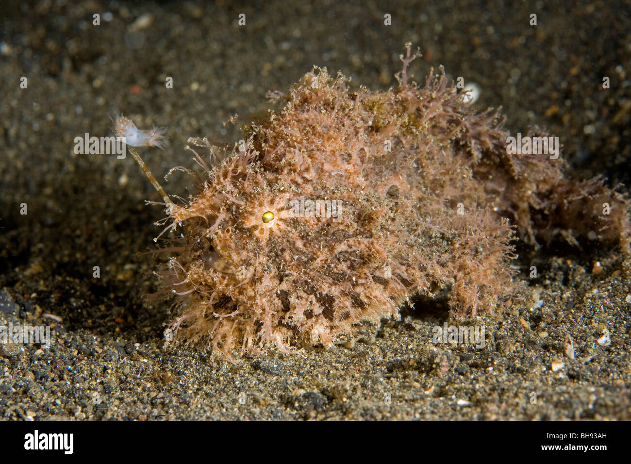 Striated Frogfish, Antennarius striatus, Lembeh Strait, Sulawesi ...