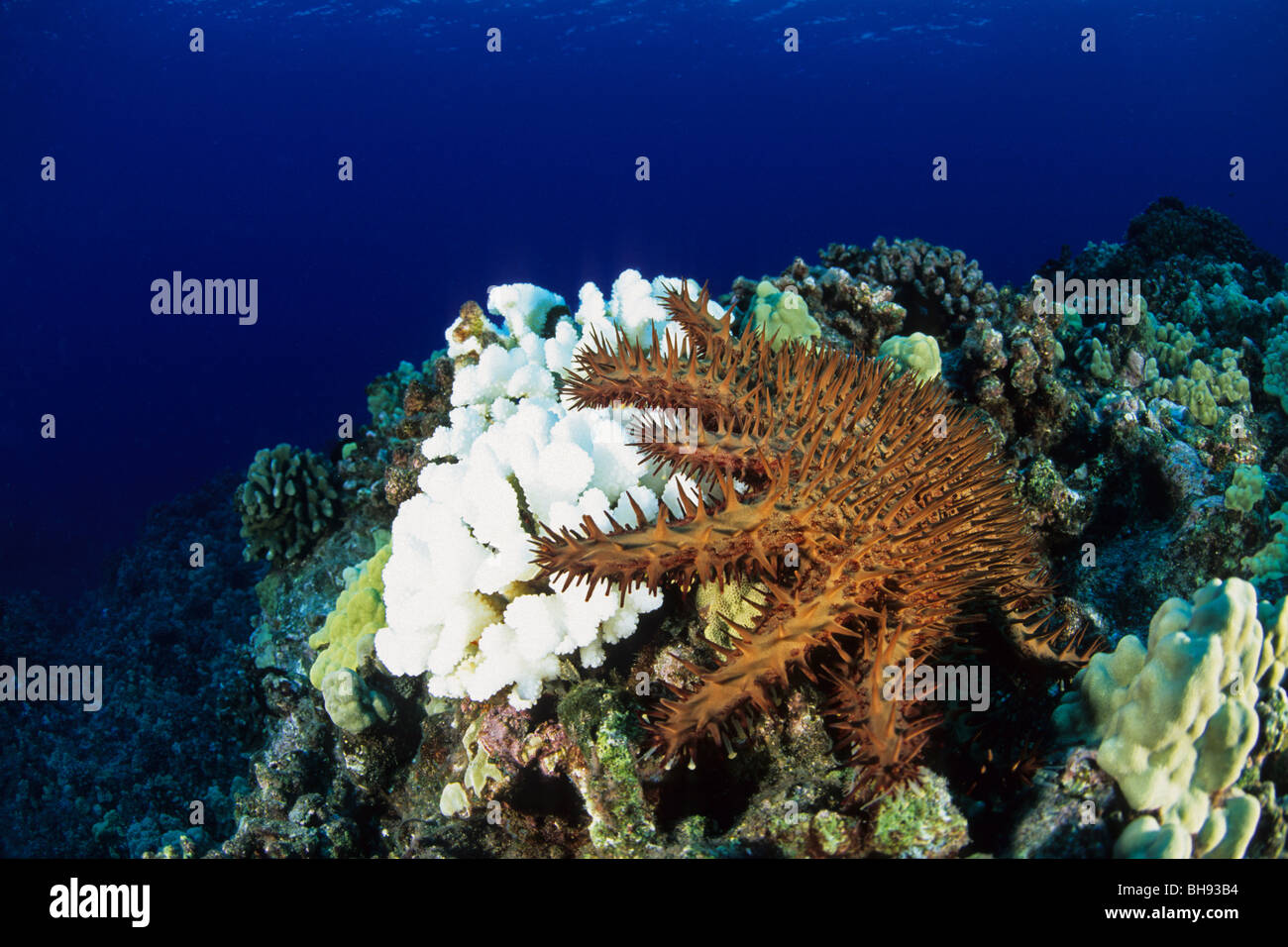 Crown of thorns sea star coral hawaii hi-res stock photography and ...
