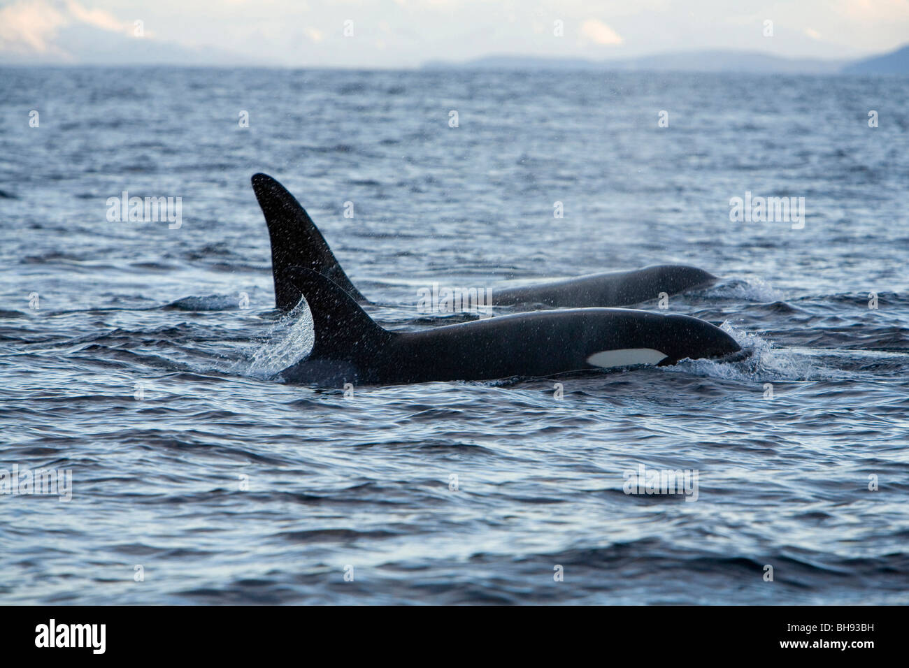 Pair of Killer Whales, Orcinus orca, Solvaer, Vestfjord, Lofoten ...