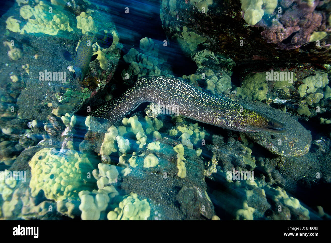 Undulated Moray, Gymnothoray undulatus, Kona, Big Island, Hawaii, USA ...