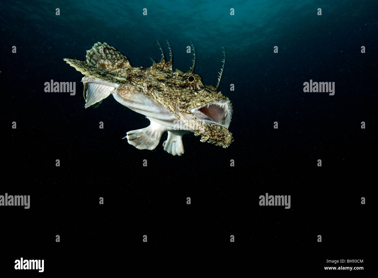 Monkfish, Lophius piscatorius, Solvaer, Vestfjord, Lofoten, Norway ...