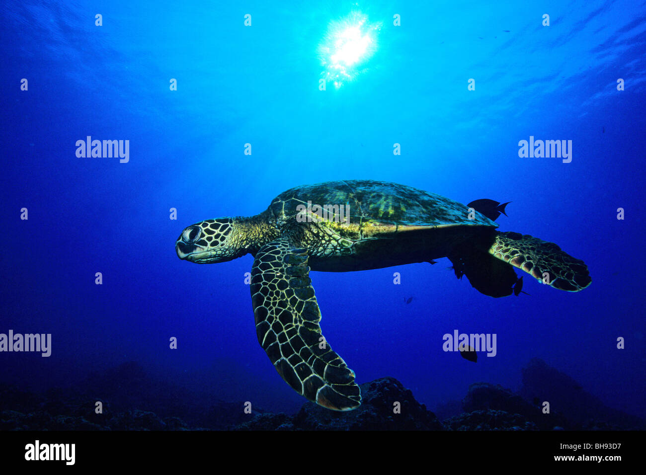 Hawaii reptiles hi-res stock photography and images - Alamy