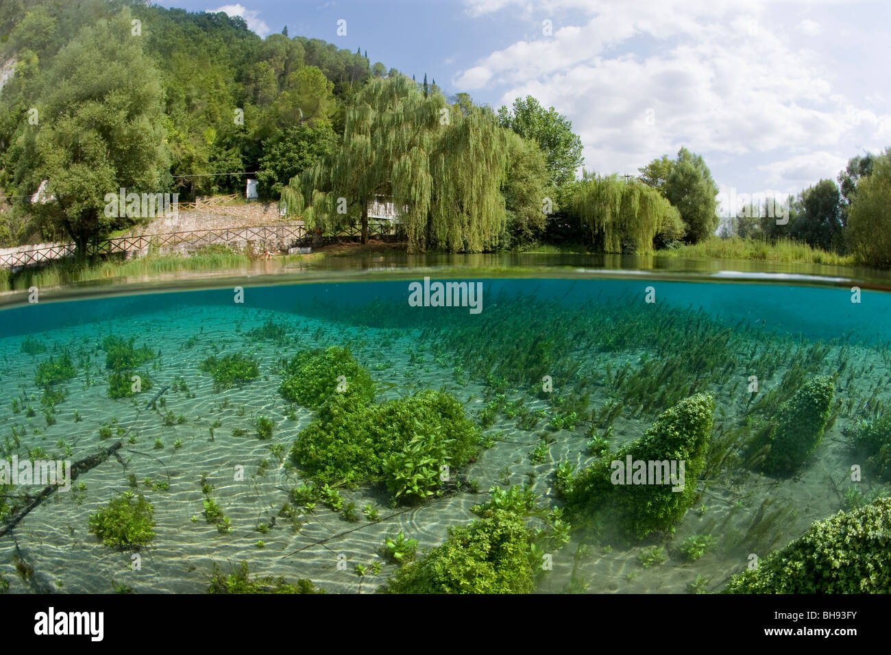 Aquatic Plants in Lago di Posta Fibreno, Province Frosinone, Region ...