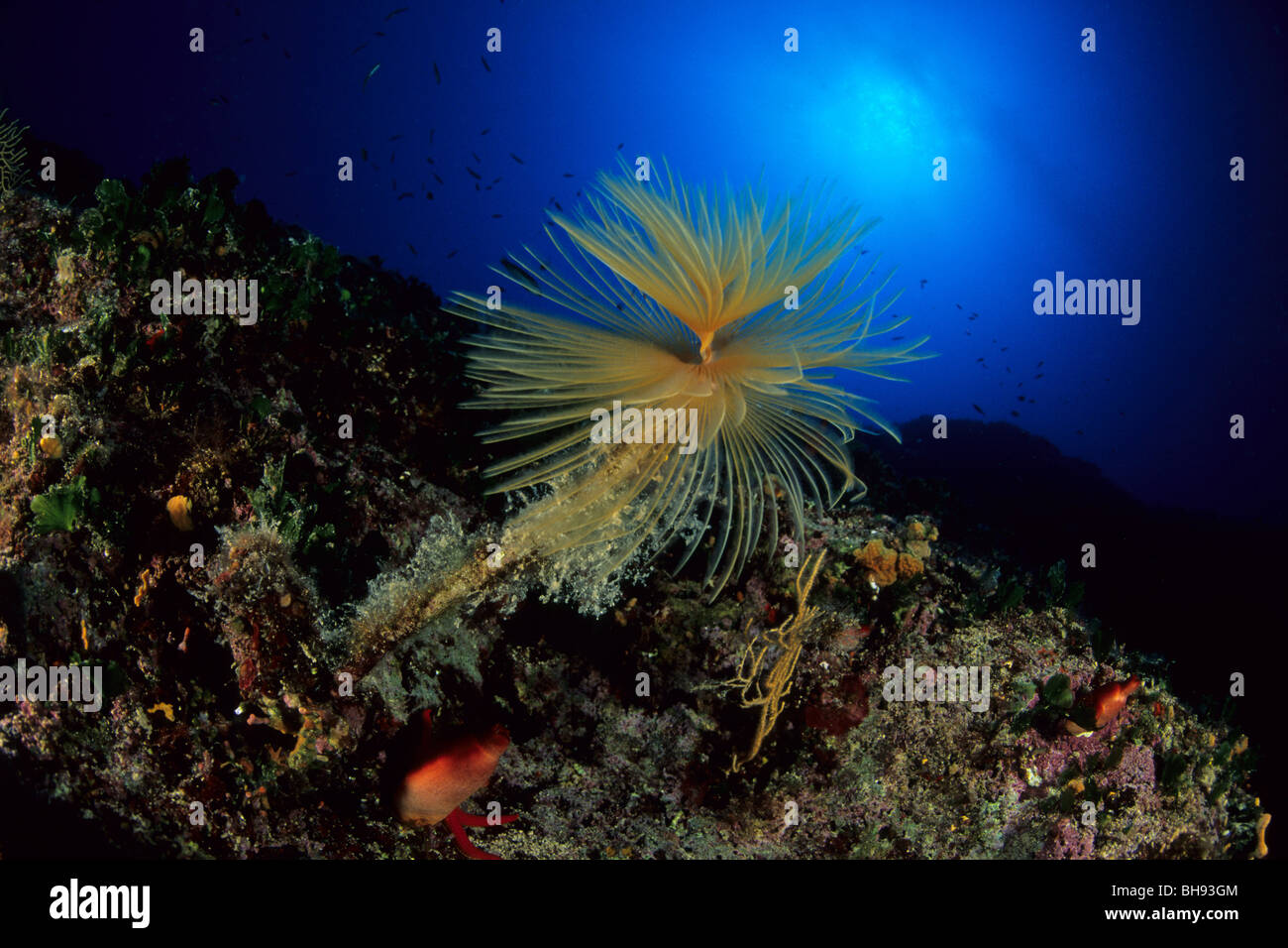 Tube Worm in Reef, Sabella spallanzani, Palagruza Island, Adria ...