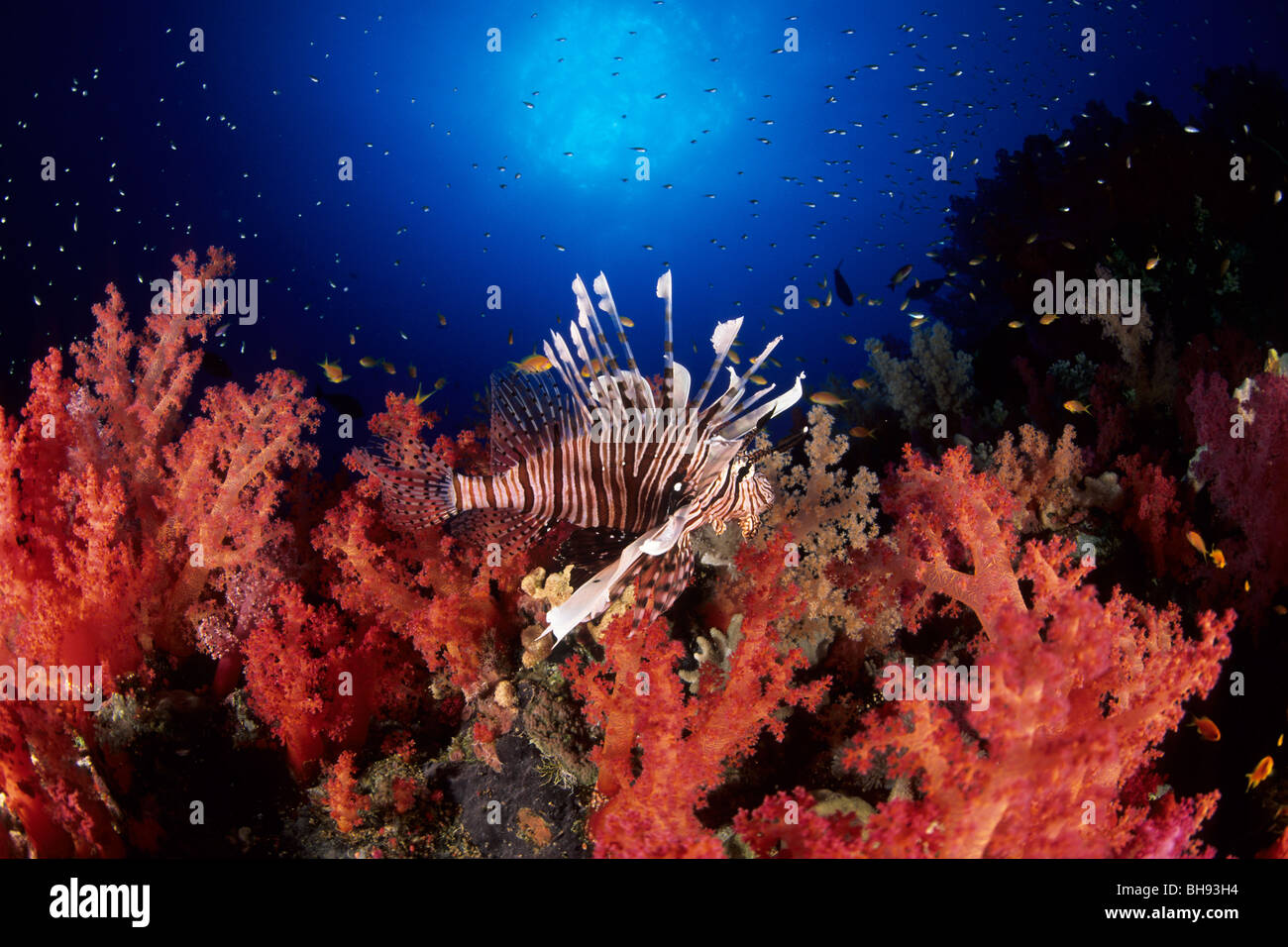 Lionfish over Soft Corals, Pterois miles, Red Sea, Saudi Arabia Stock ...