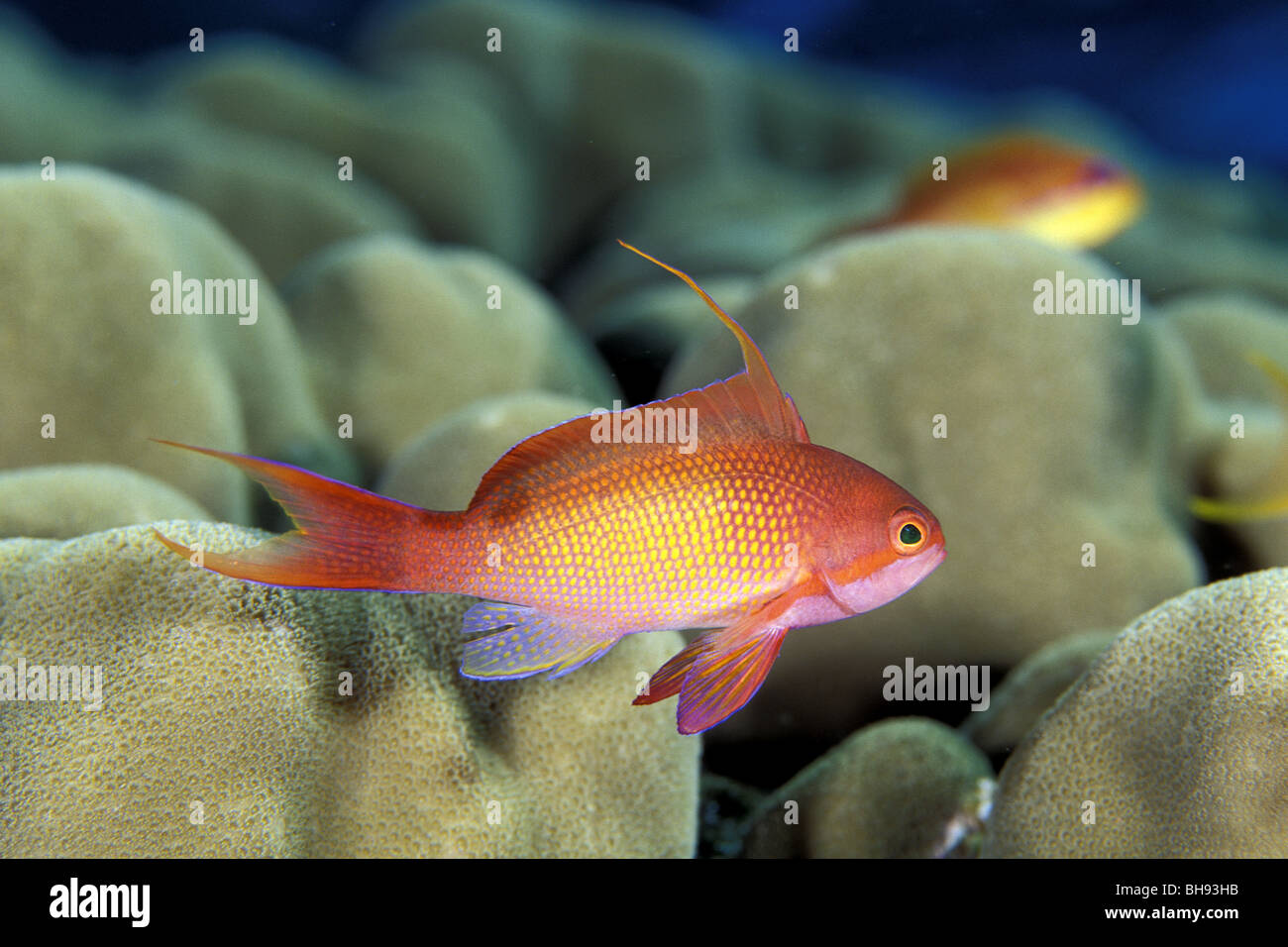 Jewel Fairy Basslet, Pseudanthias squamipinnis, Red Sea, Saudi Arabia ...