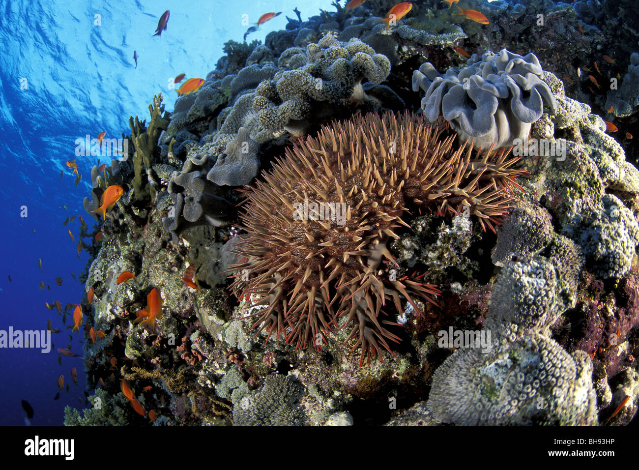 Crown of Thorns in Coral Reef, Acanthaster planci, Red Sea, Saudi ...