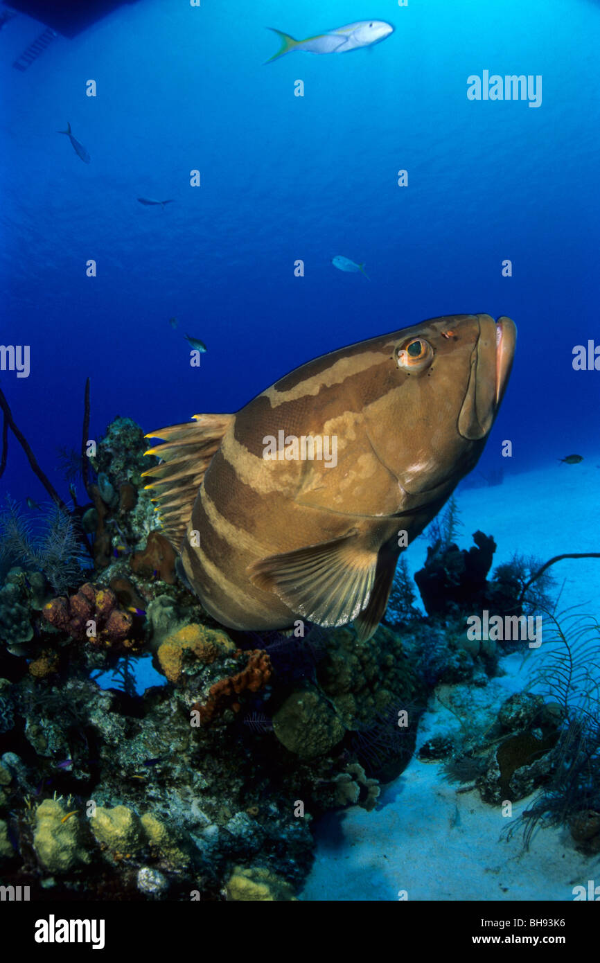 Nassau Grouper, Epinephelus striatus, Caribbean, Turks and Caicos ...