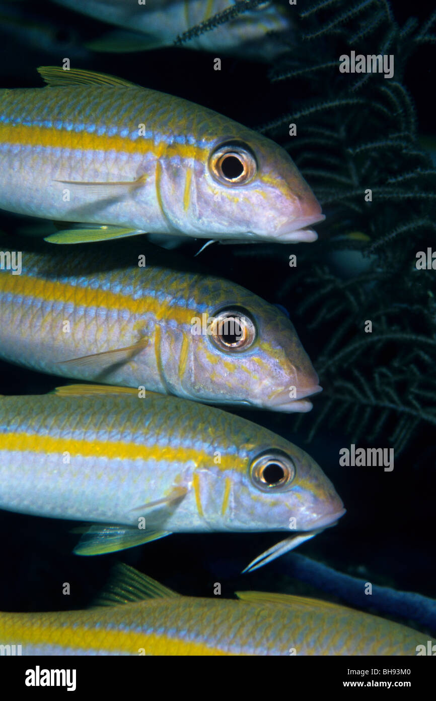 Yellow Goatfish, Mulloidichthys martinicus, Caribbean, Turks and Caicos ...