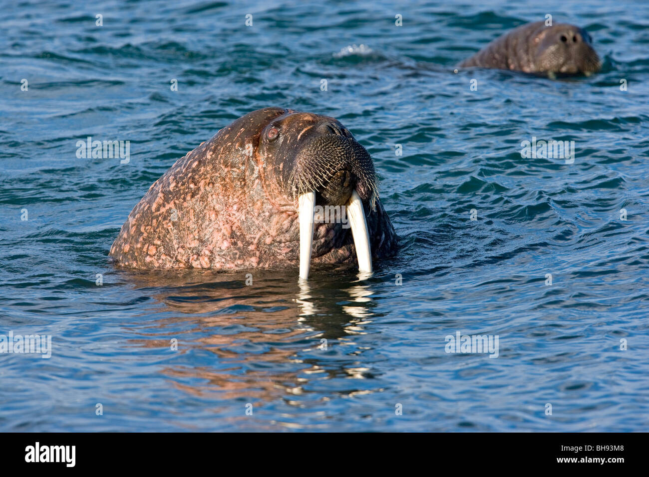 Swimming Walrus, Odobenus rosmarus, Spitsbergen, Svalbard Archipelago ...