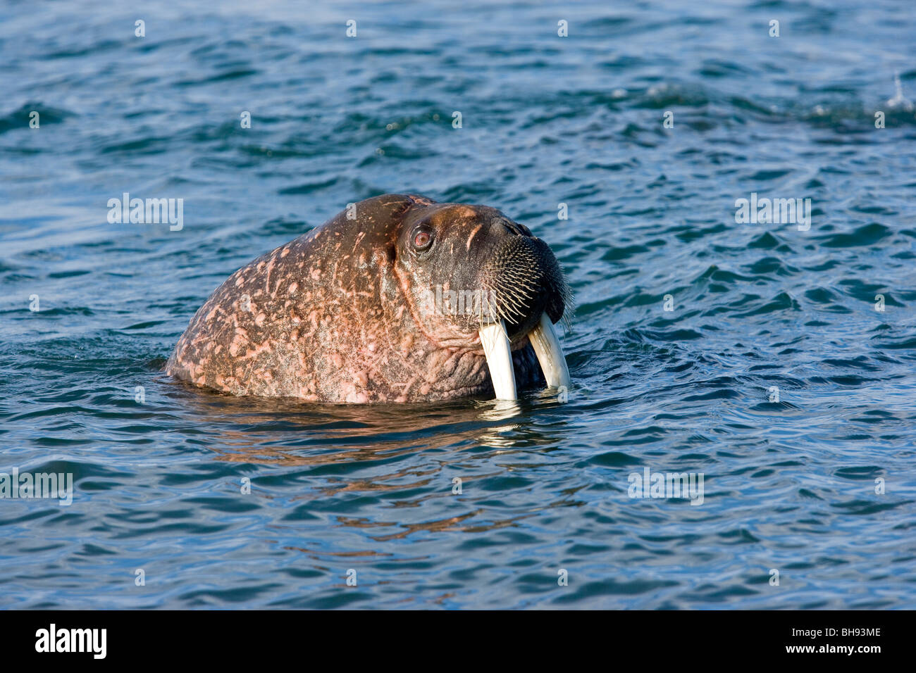 Swimming Walrus, Odobenus rosmarus, Spitsbergen, Svalbard Archipelago ...
