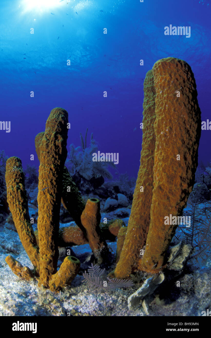 British sea sponges reef hi-res stock photography and images - Alamy