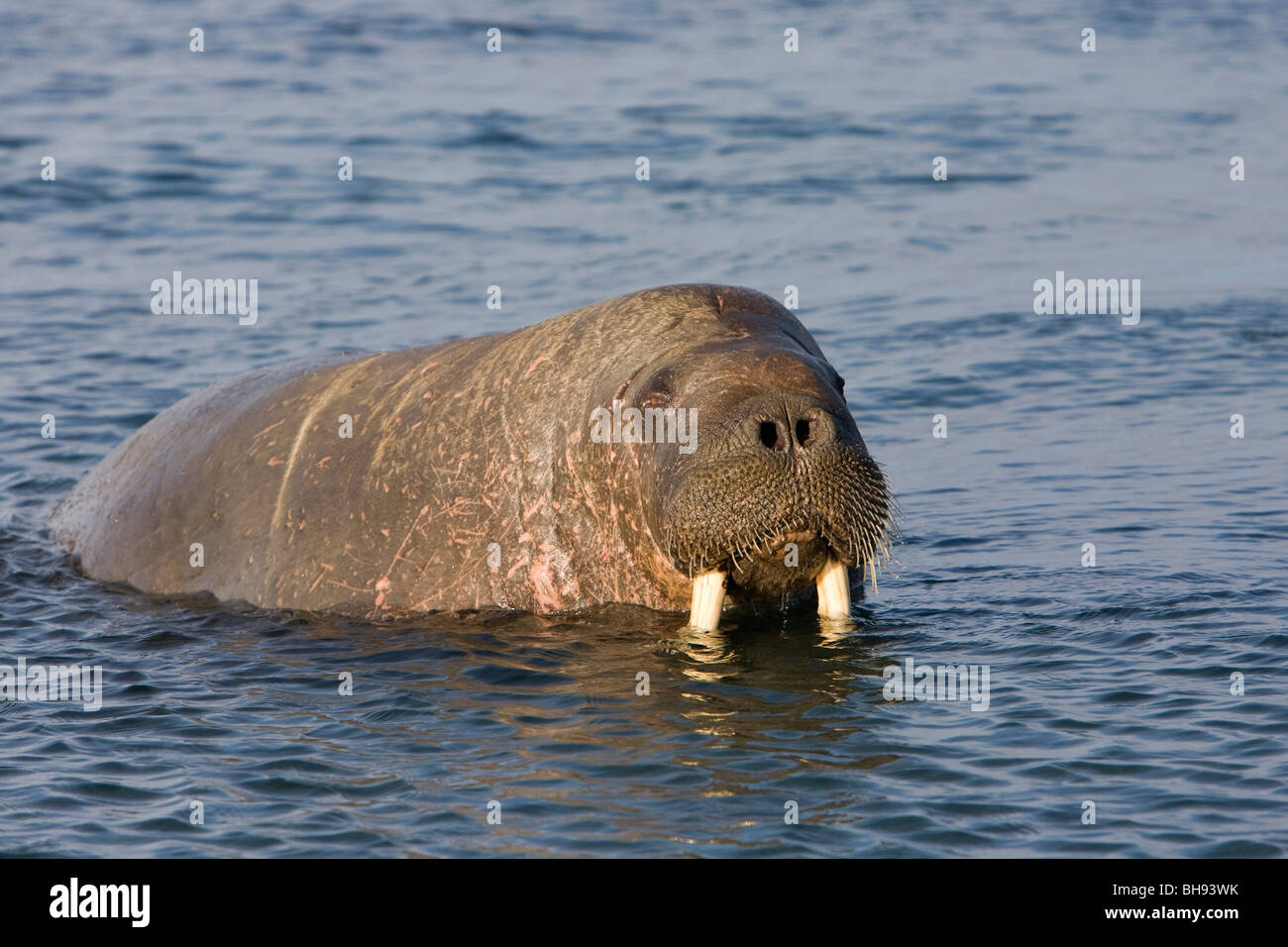 Walruses swimming hi-res stock photography and images - Alamy