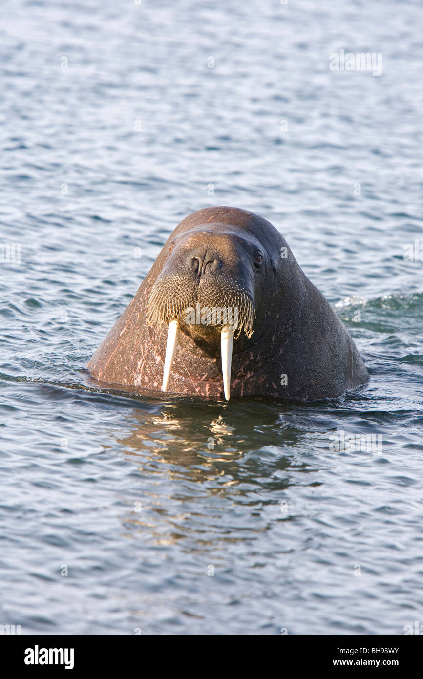 Swimming Walrus, Odobenus rosmarus, Spitsbergen, Svalbard Archipelago ...