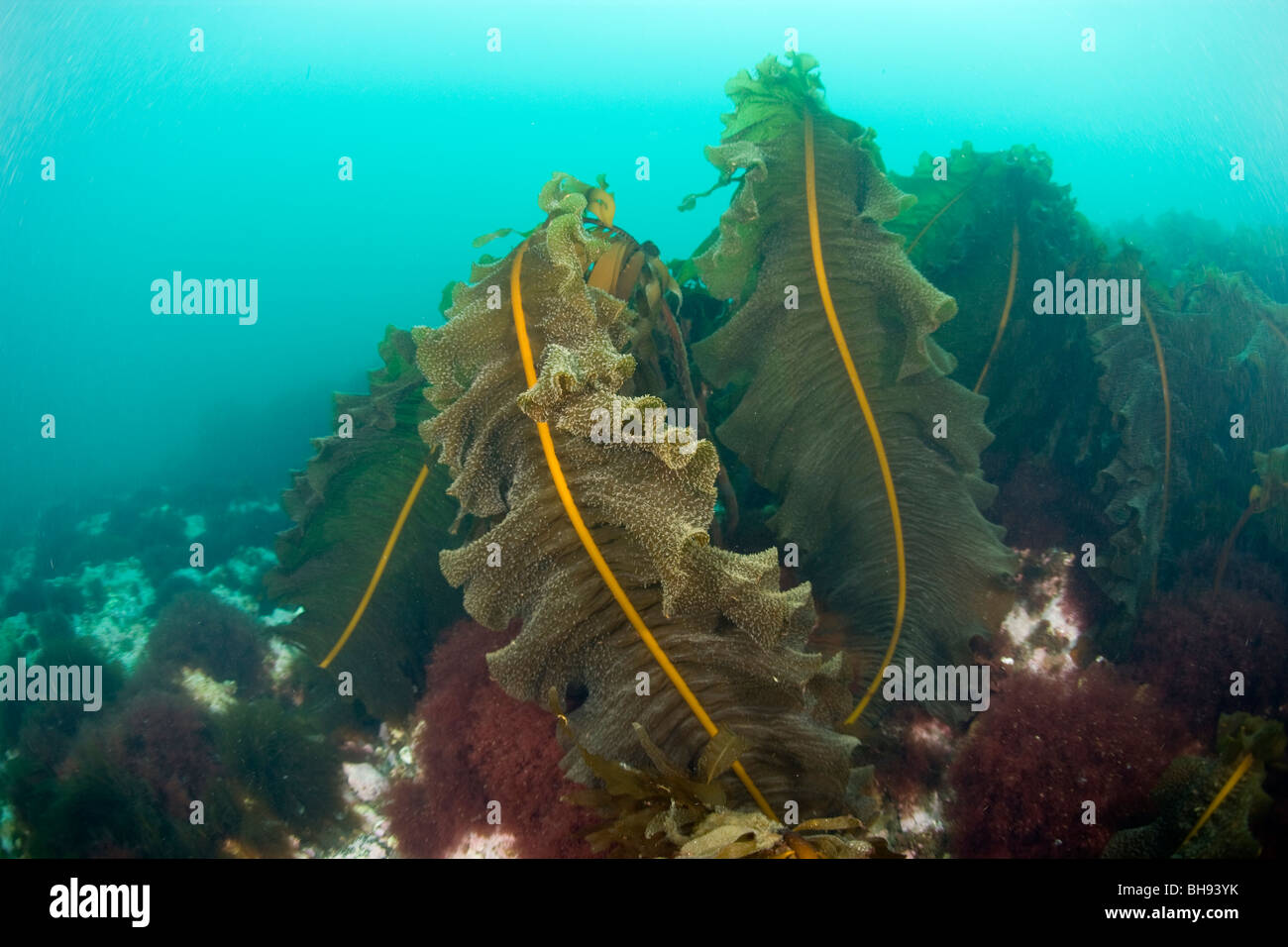 Kelp forest atlantic hi-res stock photography and images - Alamy