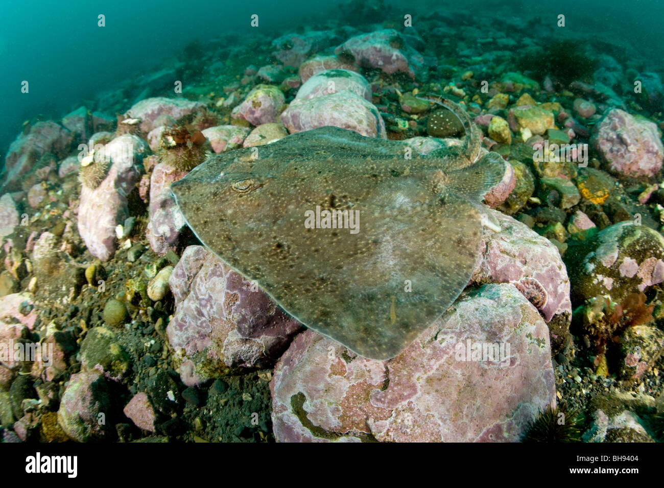 Starry Skate, Raja radiata, Spitsbergen, Svalbard Archipelago, Norway ...