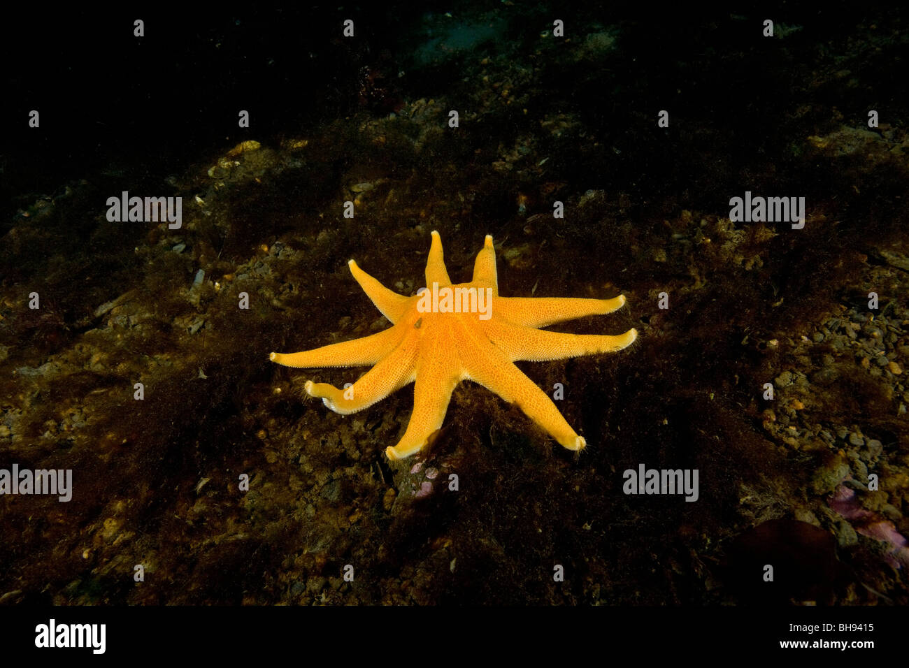 Solasteridae hi-res stock photography and images - Alamy