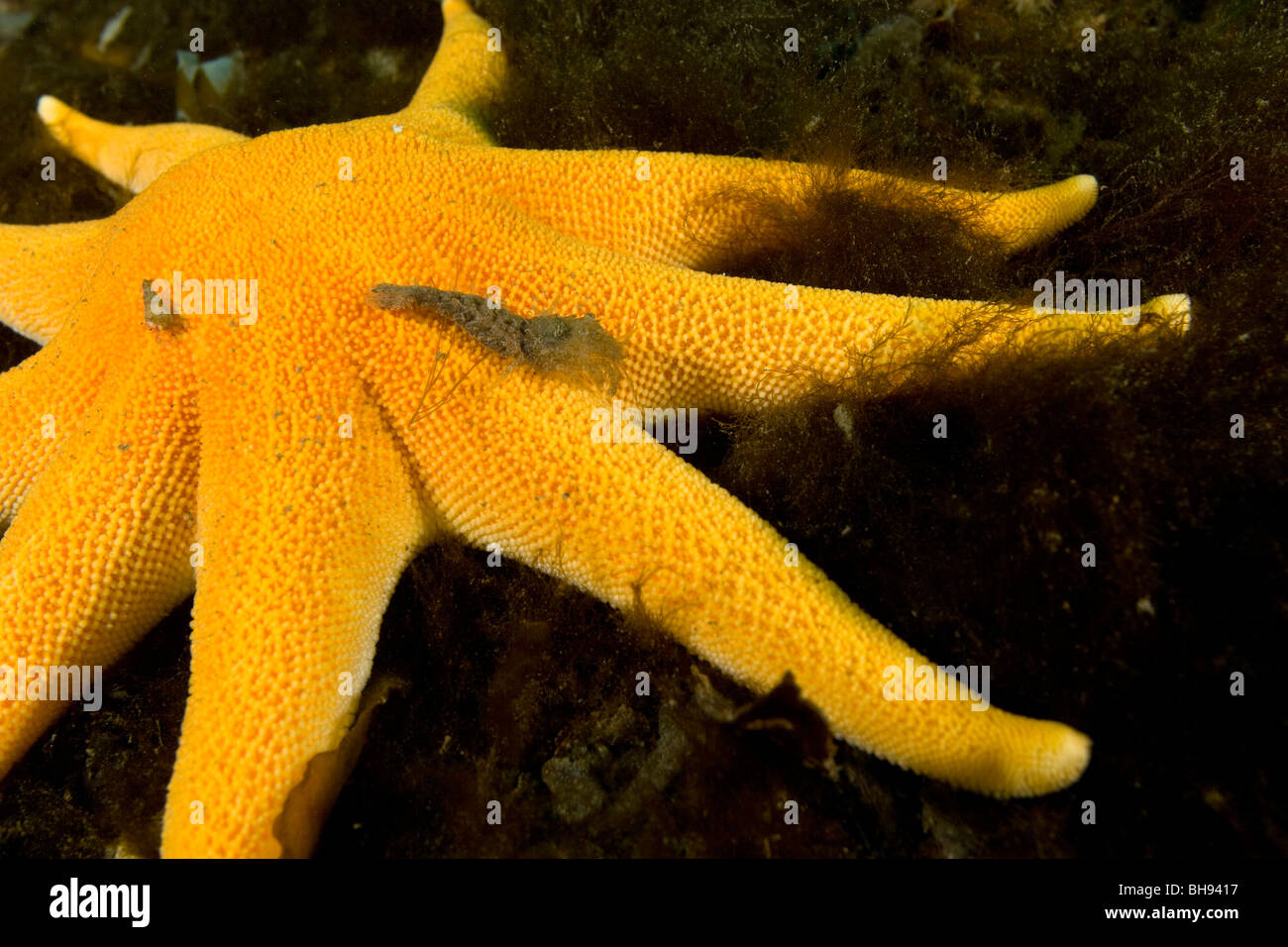 Yellow starfish underwater hi-res stock photography and images - Alamy