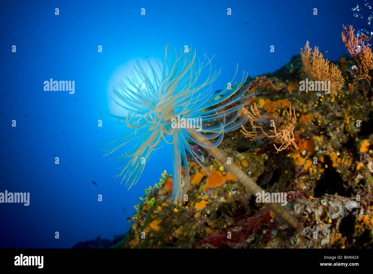 Tube Worm in Coral Reef, Sabella spallanzani, Ponza, Mediterranean Sea ...
