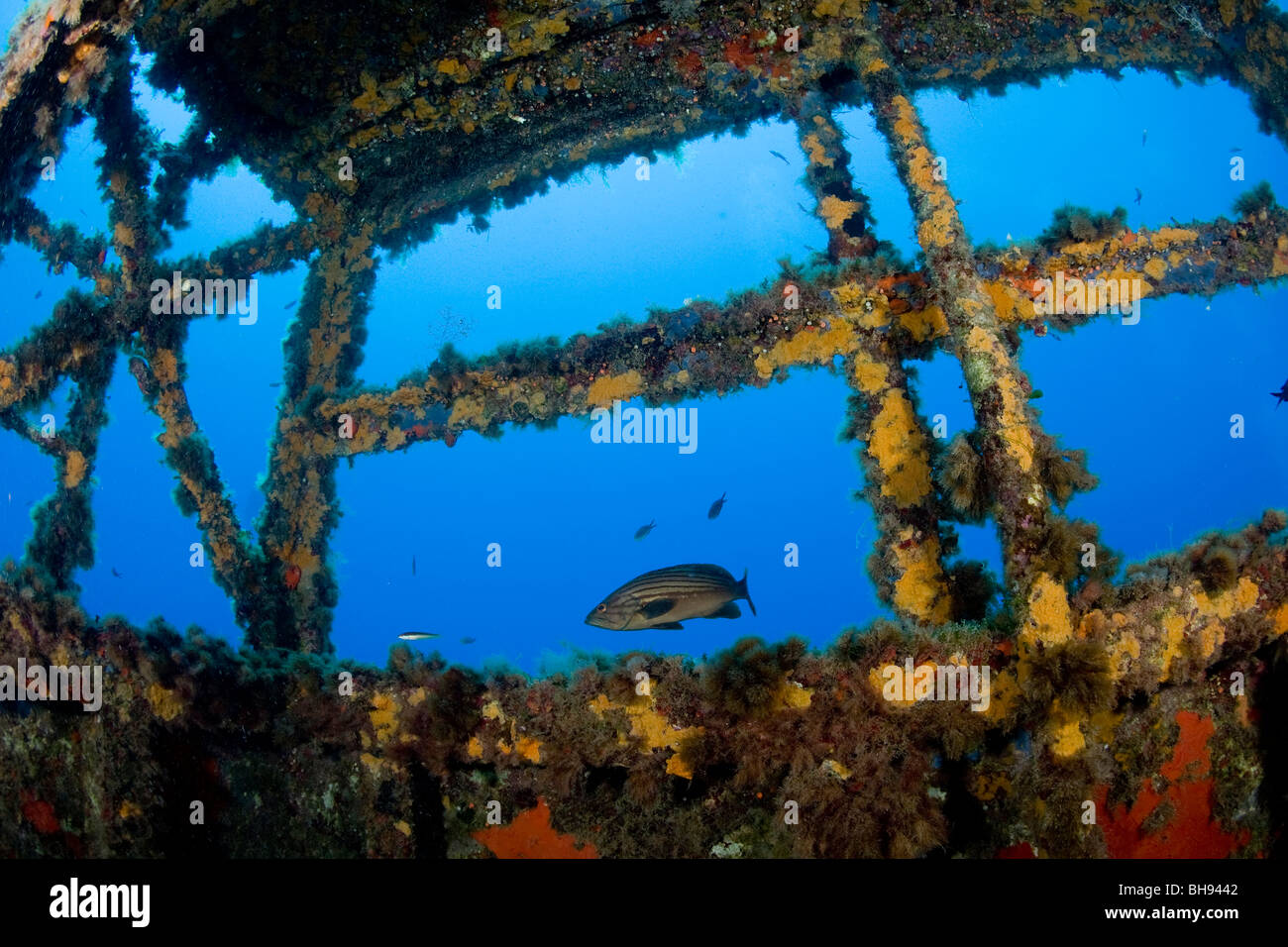 Bridge of LST 349 British Landing Ship, sunk on February 1946, Ponza ...