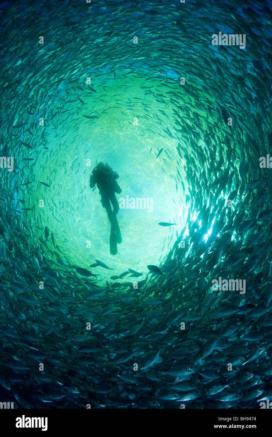 Diver inside Fish Farm Sea Cage, Aqua Culture with Gilt-head Sea Breams ...